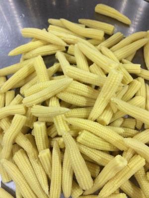China Canned Baby Corn in Brine 2840g and 850g Sizes with Easy-Open Lids for Food Service and Retail for sale