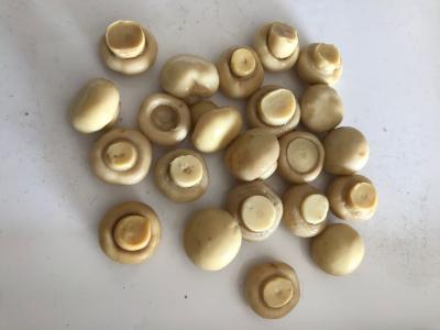 China Canned Button Mushrooms Whole 184g 425g 2840g Bulk Export for sale