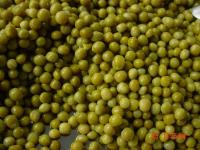 China Salty Flavor Canned Green Peas Preserved Peas Meets Food Safety Regulations for Easy Storage for sale