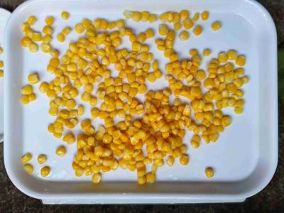 China Scrumptious Manually Selected Super Sweet Canned Yellow Corn for sale