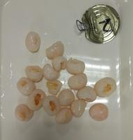 China Canned Lychee in Light Syrup 14-17% Brix 567g Tin Sweet Creamy White Fruit for sale