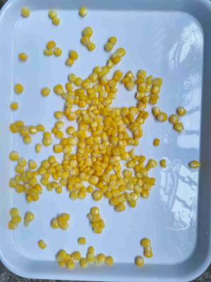 China Canned Sweet Corn Whole Kernel 6/A10 Metal Tin 5-8% Brix Super Sweet for sale