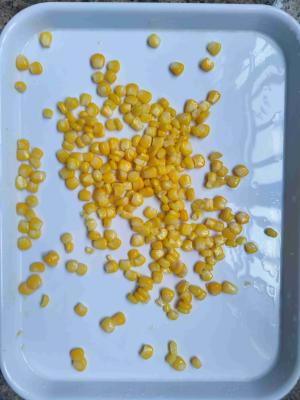 China Canned Sweet Corn Whole Kernel 7.5-9.0 Syrup Brix 5-8% Easy Open Lid Ready to Eat for sale