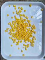 China Preserved Sweet Corn Whole Kernel Ready to Eat Natural Color Commercial Sterility 400g for sale