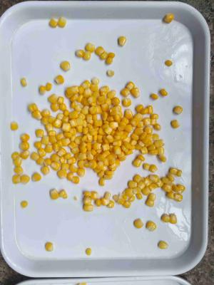China Canned Sweet Corn 400g Ready to Eat Preserved Yellow Corn BRC HACCP Halal Certified for sale