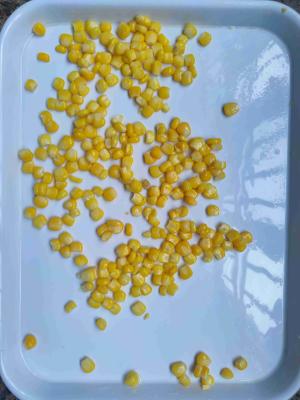 China Selling Point Canned Corn Kernels Preserved Sweet Corn OEM Acceptable for sale