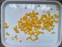 China Commercial Sterility Canned Sweet Corn Whole Kernel 400g Easy Open Lid Ready to Eat for sale