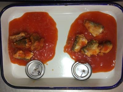 China 155g Canned Sardines in Tomato Sauce with Hot Chili - 50 Cans per Carton, 36 Month Shelf Life for sale