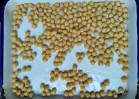 China Canned Garbanzo Beans Chick Peas 400g 24 Cans Soft Texture No Impurity for sale