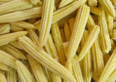 China BRC Approved Canned Baby Corn 2840g 2500g 425g 370ml - Glass Jar & Tin Packaging for sale
