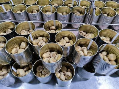 China 400g / 425g Canned Whole Mushrooms - Ready-to-Eat Champignon with 3 Year Shelf Life for sale