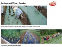 China Perorated weed barrier,mulch film with hole,pe film with dots-servering line,tomato mulch film,plastic nail,fasten sheet for sale