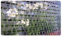 China STRETCHED VENTILATED FILM,PRE-STRETCHED VENTILATED FILM, machine wrap ventilated stretch film,pre stretched ventilated s for sale
