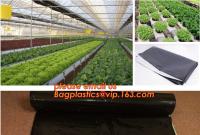 China Polyethylene Commercial Tunnel Greenhouse Film for Tomato Planting 200micron,Tomato Growth Plant Tomato Film,film coveri for sale