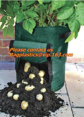 China vegetables, fruits, seeds, bedding plants, tomatoes, peppers, cucumbers, tree starters, potato bag, Hydroponics Garden for sale