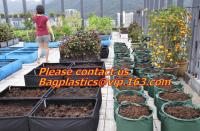 China vegetables, fruits, seeds, bedding plants, tomatoes, peppers, cucumbers, tree starters, potato bag, Hydroponics Garden for sale
