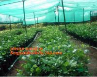 China 100% new HDPE insect mesh / anti bird net for apple trees,greenhouse anti insect net for plant, agriculture net Anti-ins for sale