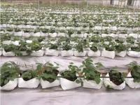China Gallon Plastic Nursery Grow Bag Growing Seedling Ginger Potato Planting Pots Home Garden for sale
