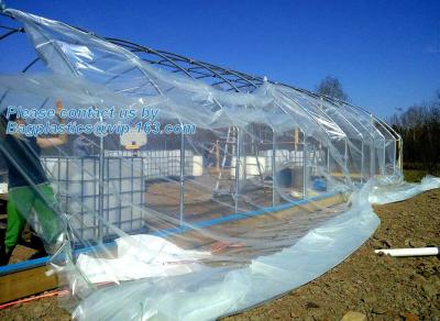 China Farm Plastic Supply 6 Mil Clear Greenhouse Polyethylene Film UV Protected 12-56ft Wide for sale
