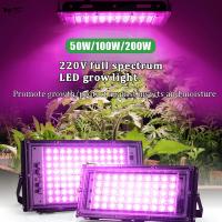 China Seed Starting 50W Full Spectrum Plant Lamp with Stand LED Standing Floor Grow Light for sale