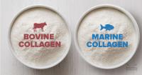 China Hydrolyzed Bovine Collagen Powder made of fresh Bovine skin through pretreatment 5000mt/year for sale