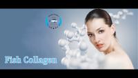 China Nature Pure Marine Hydrolyzed Fish Collagen Peptides Powder for sale