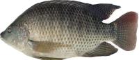 China Nature Pure Marine Hydrolyzed Fish Collagen Peptides Powder for sale