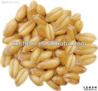 China organic 75 Percent Dry Wheat Gluten Powder with fine texture for sale