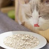 China Bulk Cassava Litter Low Dust White Fast Clumping Cat Litter 100% Plant for sale