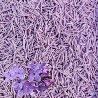 China Odor Lock Tofu Clumping Cat Litter Lavender Tofu Based Cat Litter for sale