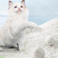 China Biodegradable Tofu Cat Litter Bulk Eco Friendly Clumping Effect Cassava for sale