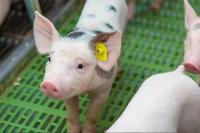 China TPU Material 134.2kHz RFID Ear Tag with 100,000 Write Cycles and -40℃ to +85℃ Temperature Range for Livestock for sale