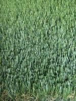 China UV Resistant 50mm Custom Size Outdoor Synthetic Artificial Turf Grass for Soccer Football Field for sale