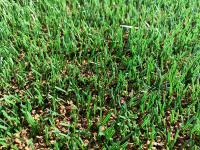 China Natural Eco-Friendly Cork Infull Granules Non-Toxic Environmental Material For Artificial Grass for sale