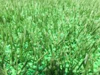 China UV-Resistant Eco-Friendly TPE Infill Granules with Excellent Shock Absorption for Artificial Grass for sale