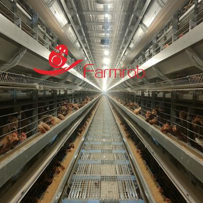 China Fully Automatic H-Type Layer Chicken Cage System with 700mm Layer Spacing and Zinc-Aluminum-Magnesium Alloy Construction for sale