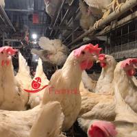 China Cage-Free-L Large Space Poultry Housing System 3-6 Tiers with Enhanced Bird Welfare and Reduced Medication Costs for sale