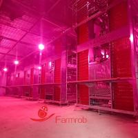 China Energy Efficient Poultry Lighting System 3-8 Tier Battery Cage 1800mm x 600mm for 33 Birds per Cage for sale