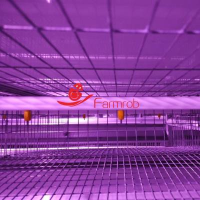 China 6-Tier Automatic Quail Rearing Equipment H-Type 1800mm x 625mm with 20-Year Lifespan for 200,000 Birds for sale