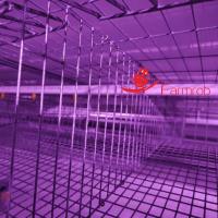 China 6-Tier Automatic Quail Rearing Equipment H-Type 1800mm x 625mm with 20-Year Lifespan for 200,000 Birds for sale