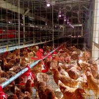 China Cage-Free-H Automatic Egg Production System - 2-Tier & 3-Tier Configurations for Enhanced Animal Welfare for sale