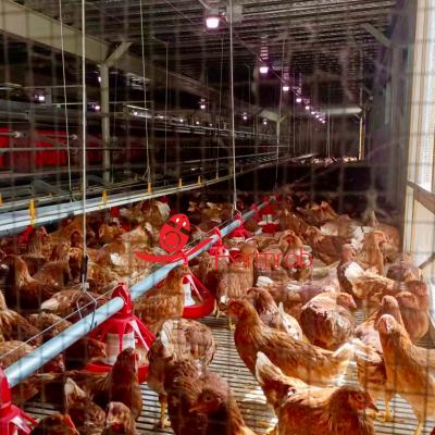 China Cage-Free-H Automatic Egg Production System - 2-Tier & 3-Tier Configurations for Enhanced Animal Welfare for sale