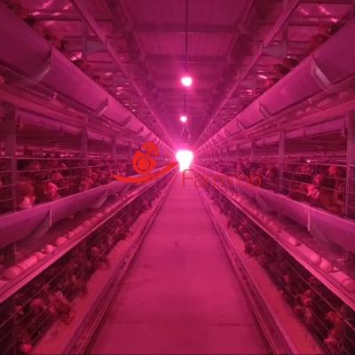 China Industrial 6-Tier Layer Chicken Cage System with 700mm Height and 0.2% Egg Breakage Rate for Automated Poultry Farming for sale