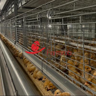 China Enriched 3-Tier Poultry Cage System 1800mm x 600mm for 0-105 Days Chicks with Automated Feeding for sale