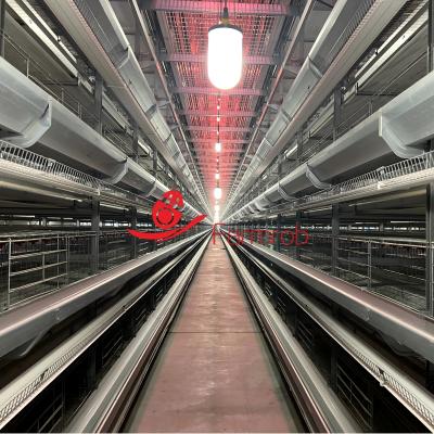 China Automatic Layer Chicken Cage System with 700mm Story Height and 13-15cm Top Net Clearance for Poultry Farming for sale