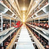 China 1800×650×450mm H-Type Sliding Door Layer Chicken Cage System with 45cm Height and 434cm² Floor Area for sale