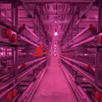China H-Type Automatic Layer Chicken Cage System with 434 cm² Bird Space and 15+ Year Lifespan for High-Intensive Farms for sale
