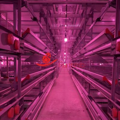 China H-Type Automatic Layer Chicken Cage System with 434 cm² Bird Space and 15+ Year Lifespan for High-Intensive Farms for sale
