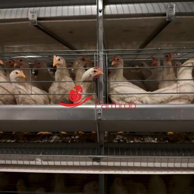 China Burr-Free Mg-Al-Zn Alloy Layer Chicken Cage System 700mm Height 25-Year Life for sale