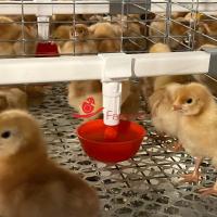 China 30000 Pullet Poultry Cage System with Spring Door - 1800mm Length, 700mm Story Height for sale